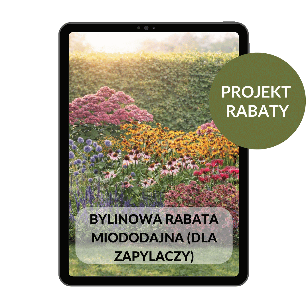 PROJEKT RABATY: Bylinowa rabata miododajna. - Fajne Ogrody